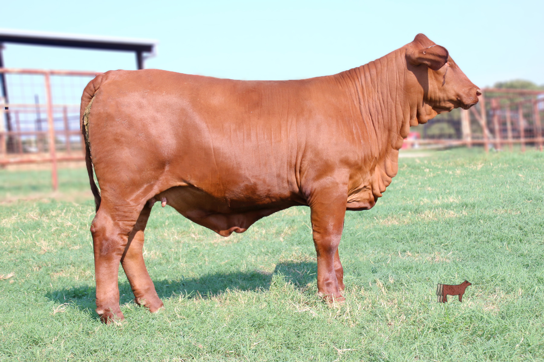 Lot 7 - 017E1 | Cattle In Motion | Cattle Auctions | Live Broadcasts ...