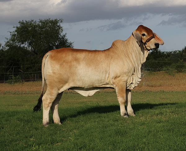 Lot 6 - 221/5- Polled Brahman Show Prospect | Cattle In Motion | Cattle ...