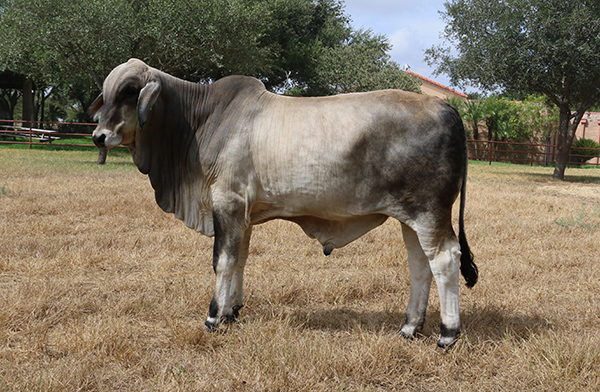 Lot 8 - LMC LF POLLED ERN 192/5 - Polled Brahman Show & Herd Bull ...