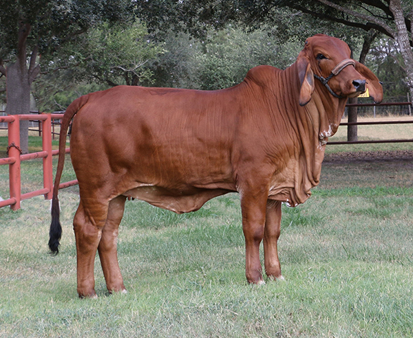 Red Brahman Cow 🔴 RED BRAHMAN BREED AND TEMPERAMENT Biggest