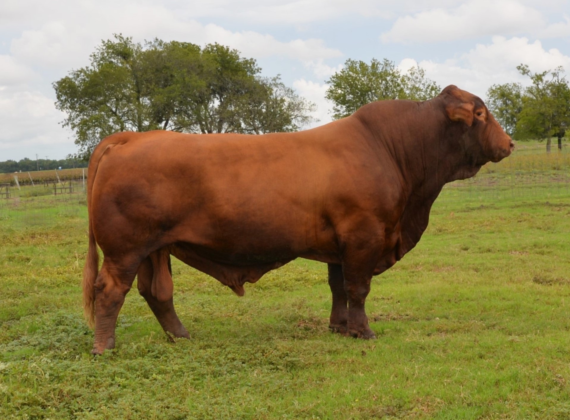 Lot 16 - 6GLMC PAPPADEAUX Y11 - Proven Polled Simbrah Herd Bull ...