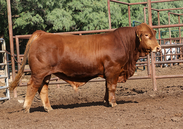 Lot 39 LMC LN Dario 5D/43-Polled Simbrah Bull | Cattle In Motion ...