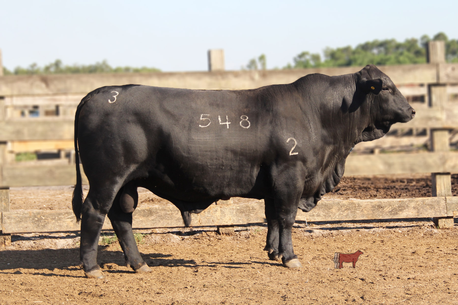 Lot 4 - 5-48 | Cattle In Motion | Cattle Auctions | Live Broadcasts ...