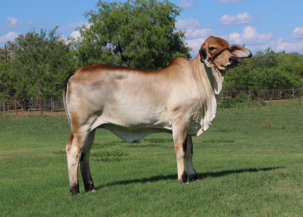 Lot 10 - Unnamed/Unbranded 11/6 | Cattle In Motion | Cattle Auctions ...
