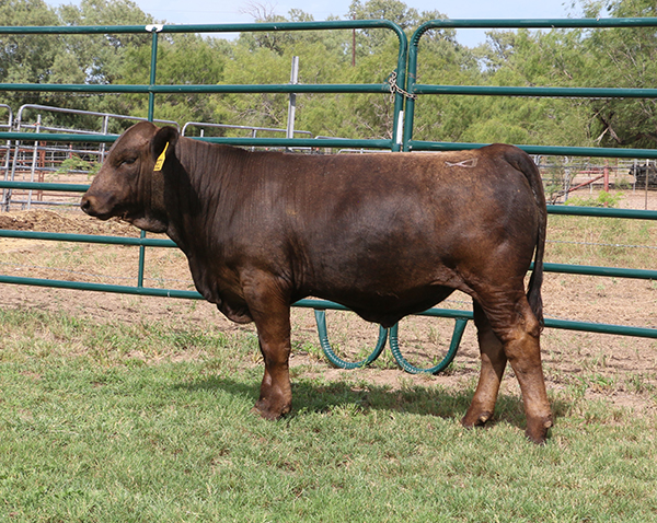 Lot 18 - LMC HOC Linebacker 5E/21 | Cattle In Motion | Cattle Auctions ...