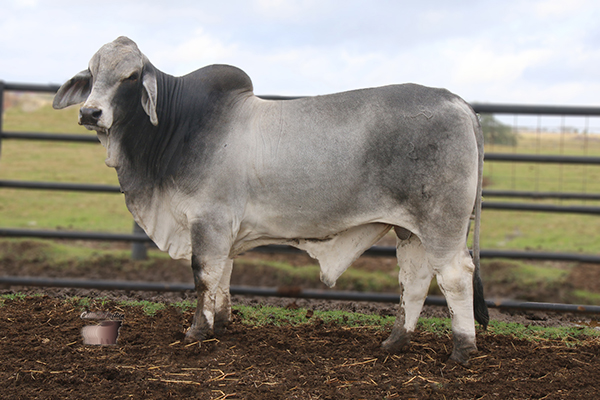 Lot 1 - BCC Mr. Maverick Manso 27/6 | Cattle In Motion | Cattle ...
