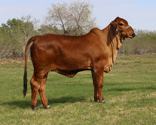 Lot 5 - LMC LN POLLED BETHANY 100/7 | Cattle In Motion | Cattle ...