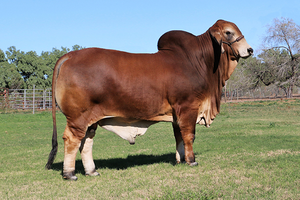 Lot 6 - 5 UNITS OF POLLED RED BRAHMAN SEMEN - LMC LN Polled Pappo 136/6 ...