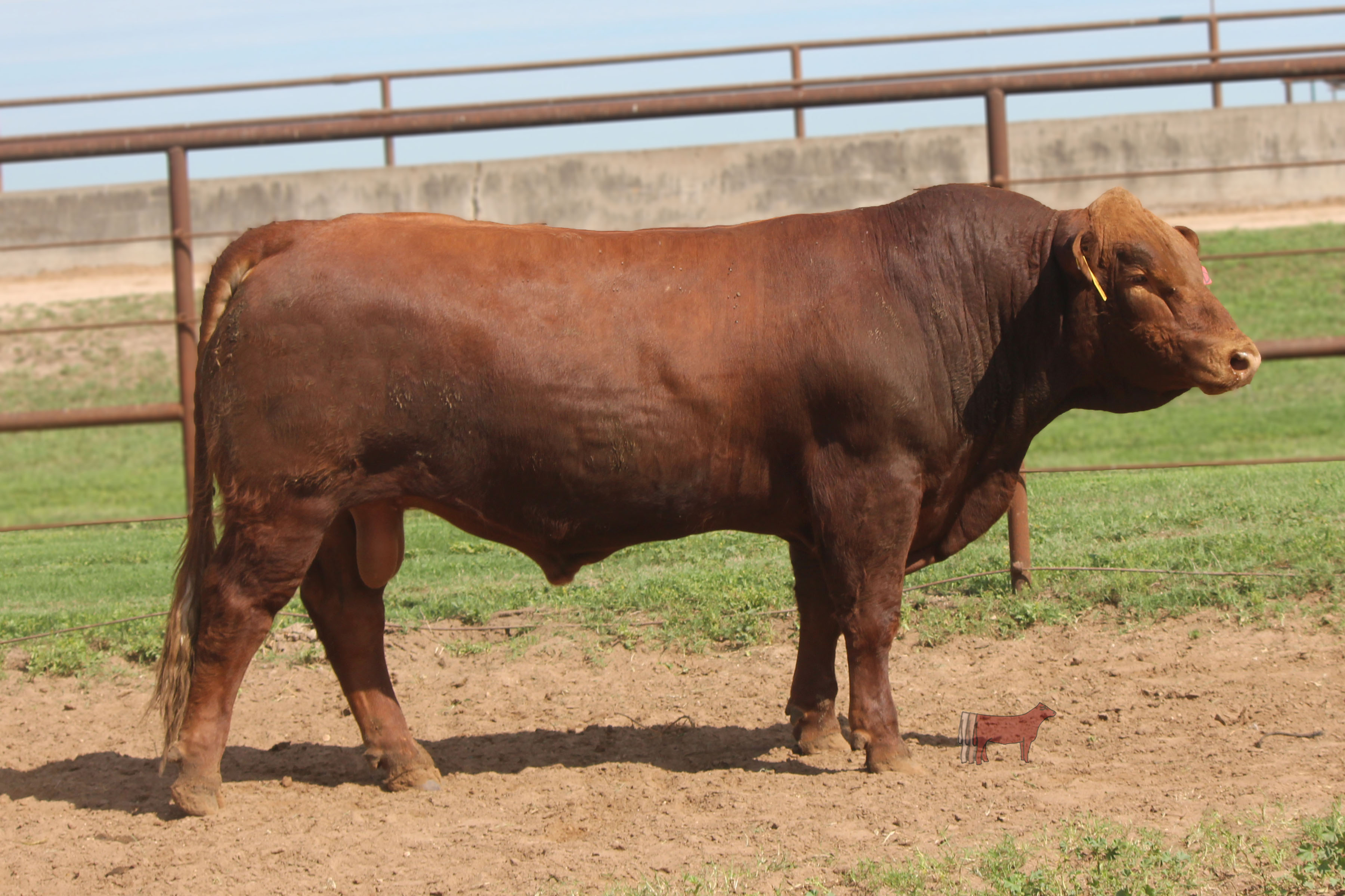 Lot 3 - Simbrah - RFI Deal Again 633D | Cattle In Motion | Cattle ...
