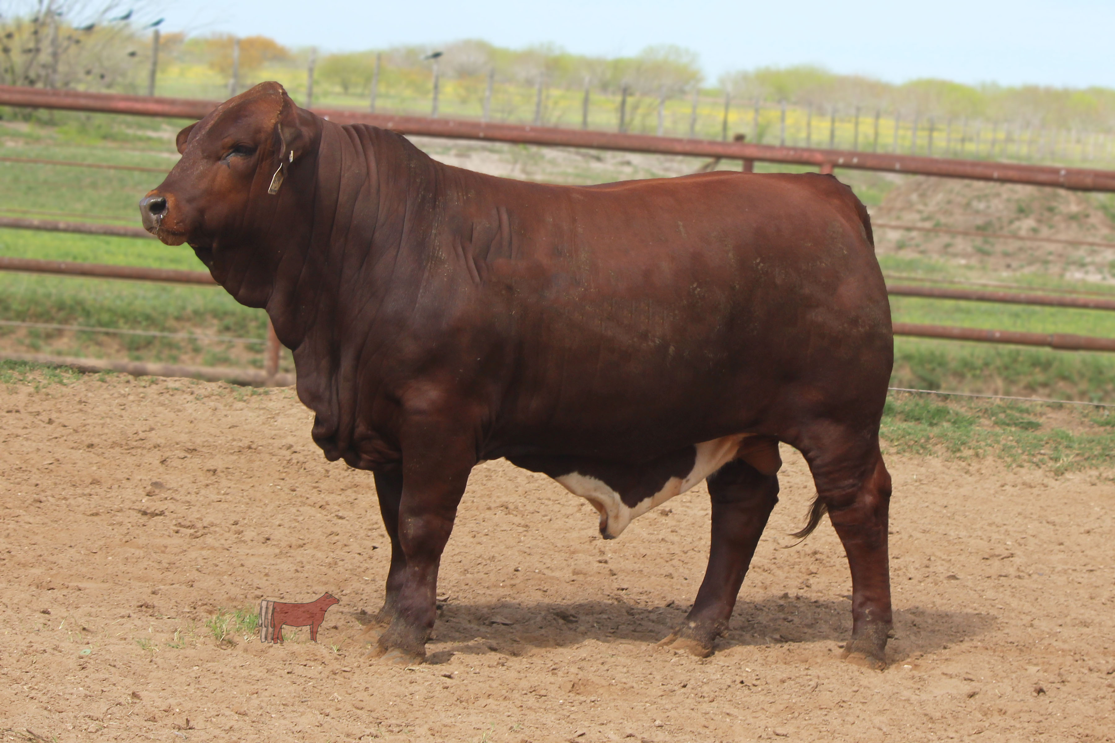 Lot 18 - Beefmaster - PF Rio 674 | Cattle In Motion | Cattle Auctions ...