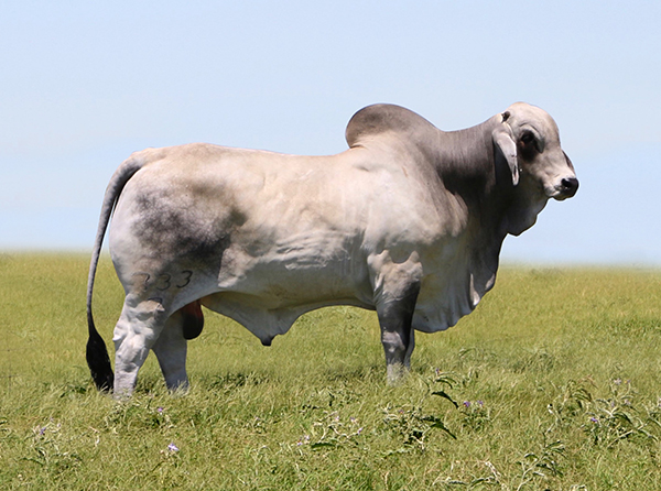 Lot 3 - MR. V8 733/7 - 5 UNITS OF POLLED SCURRED BRAHMAN SEMEN | Cattle ...