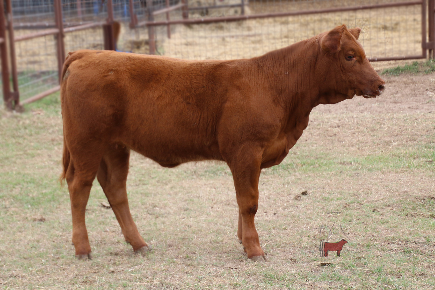 Lot - 1 - BCC Red Eclipse | Cattle In Motion | Cattle Auctions | Live ...