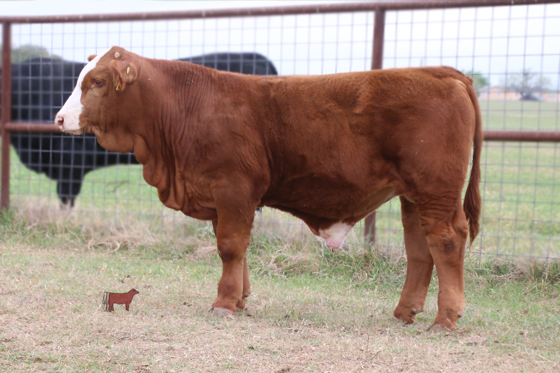 Lot - 9 - BCC Captain Red | Cattle In Motion | Cattle Auctions | Live ...