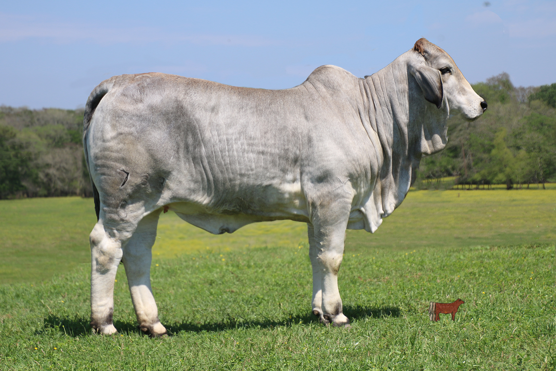 Lot - 5 - JDH LADY SAV MANSO 733/0 | Cattle In Motion | Cattle Auctions ...