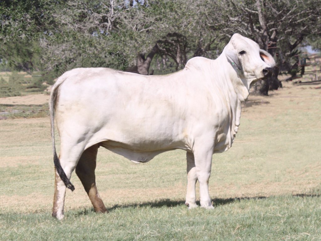Lot 5 - LMC POLLED LESLIE 113/8 - POLLED SCURRED BRED BRAHMAN HEIFER ...