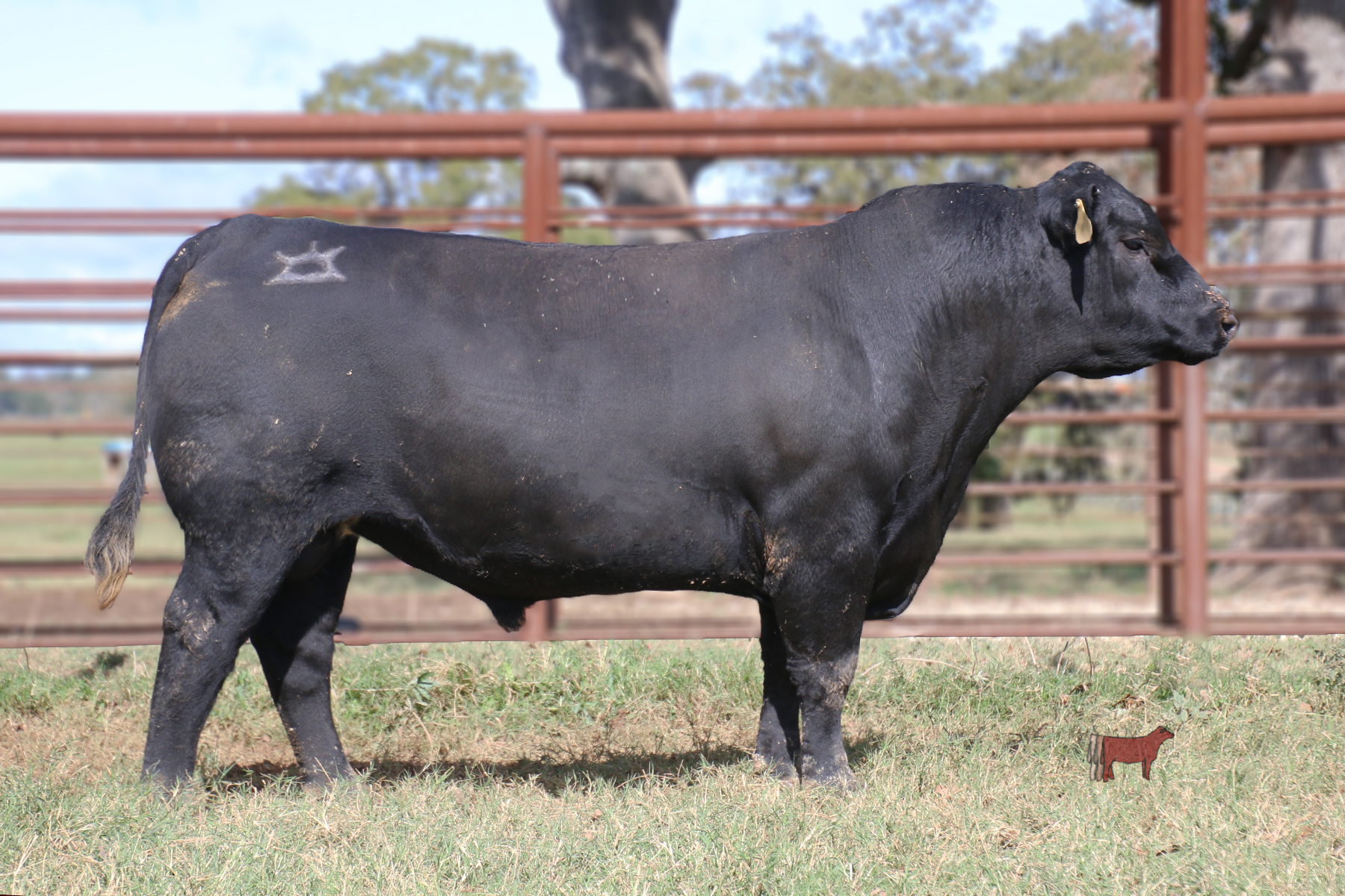 Lot 14 - Purebred Angus Bull | Cattle In Motion | Cattle Auctions ...