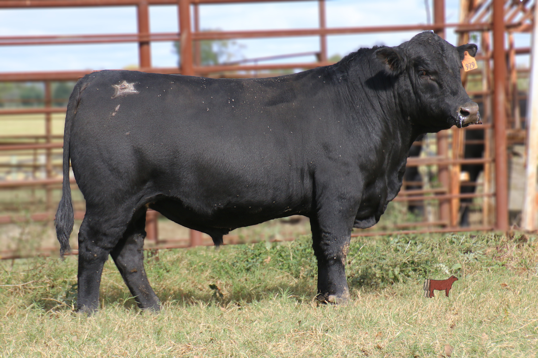 Lot 17 - F-1 Plus Bull: 1/4 Brahman X 3/4 Angus Bull | Cattle In Motion ...