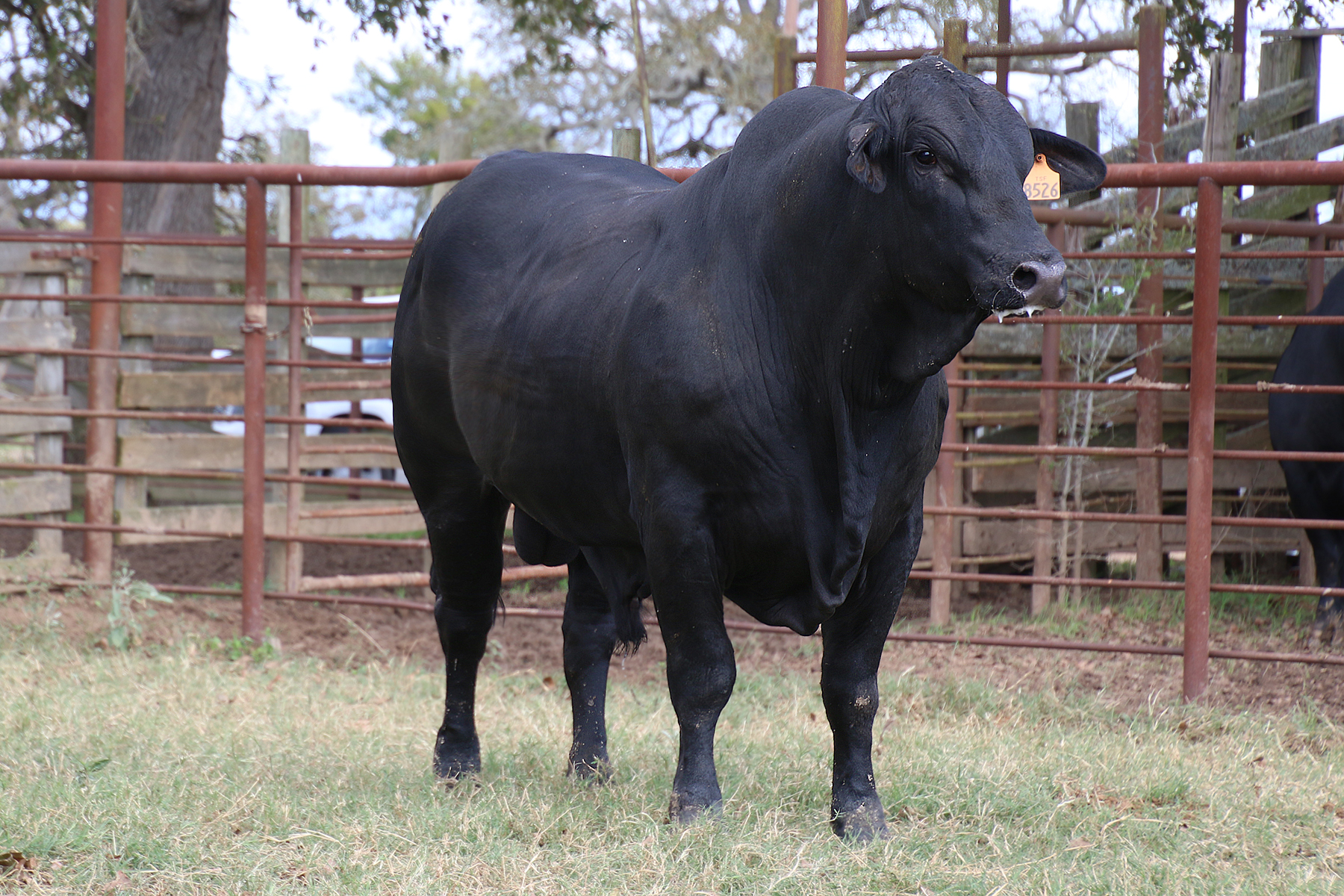 Lot 27 - ABBA Golden Certified Brahman X Angus F-1 Bull | Cattle In ...