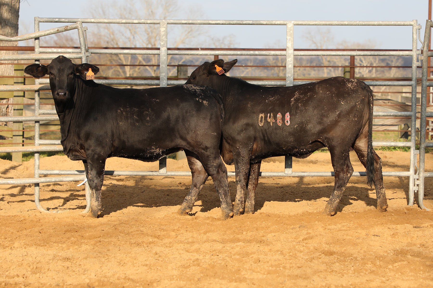 Lot 19 - 2 head of ABBA Golden Certified Brahman X Angus F-1 Females ...