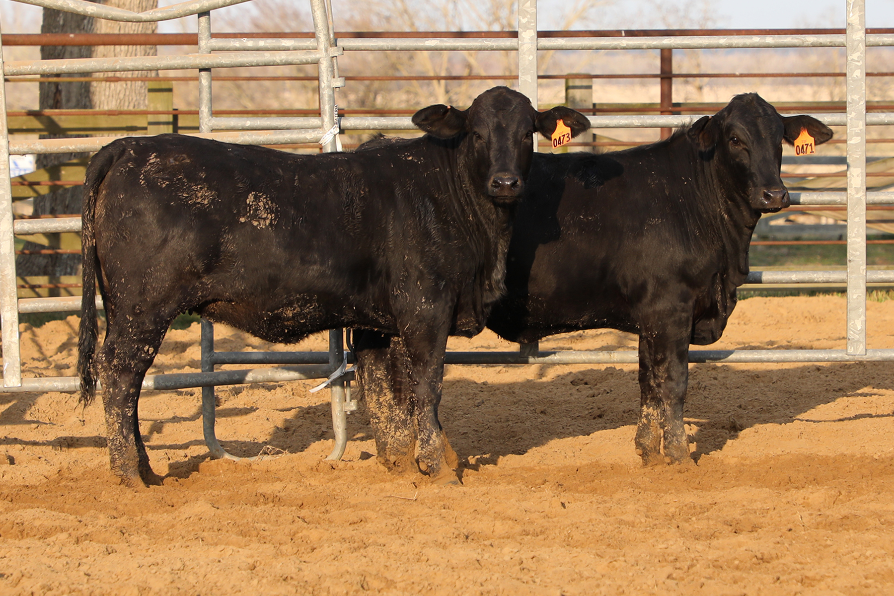 Lot 23 - 2 head of ABBA Golden Certified Brahman X Angus F-1 Females ...