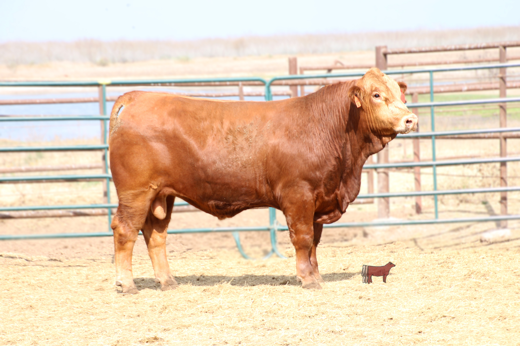 Lot 2 - RFI ACE 876G - 3/4 X 1/4 Simbrah Bull | Cattle In Motion ...