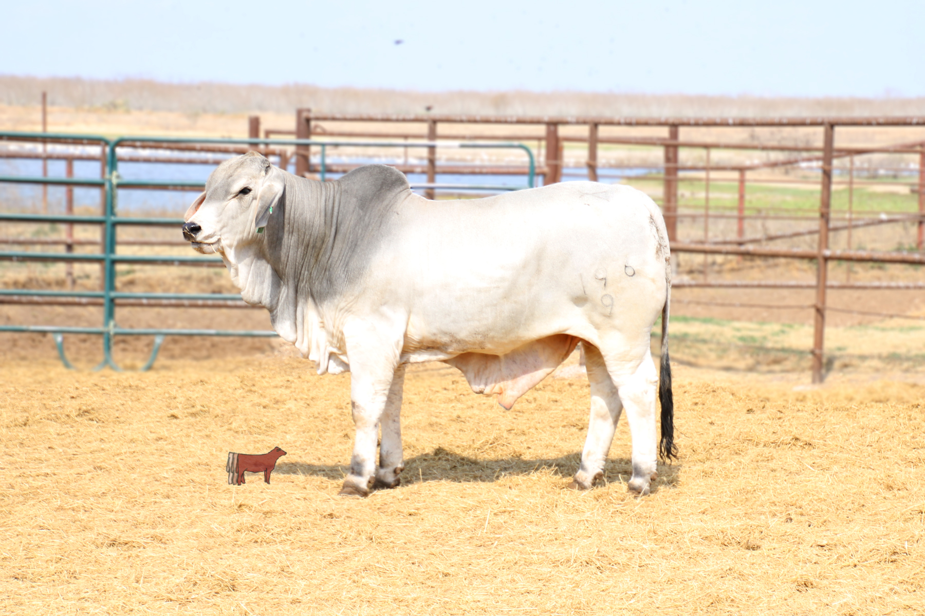Lot 16 - LMC LF POLLED AMIGO 196/9 - Polled Scurred Brahman Bull ...