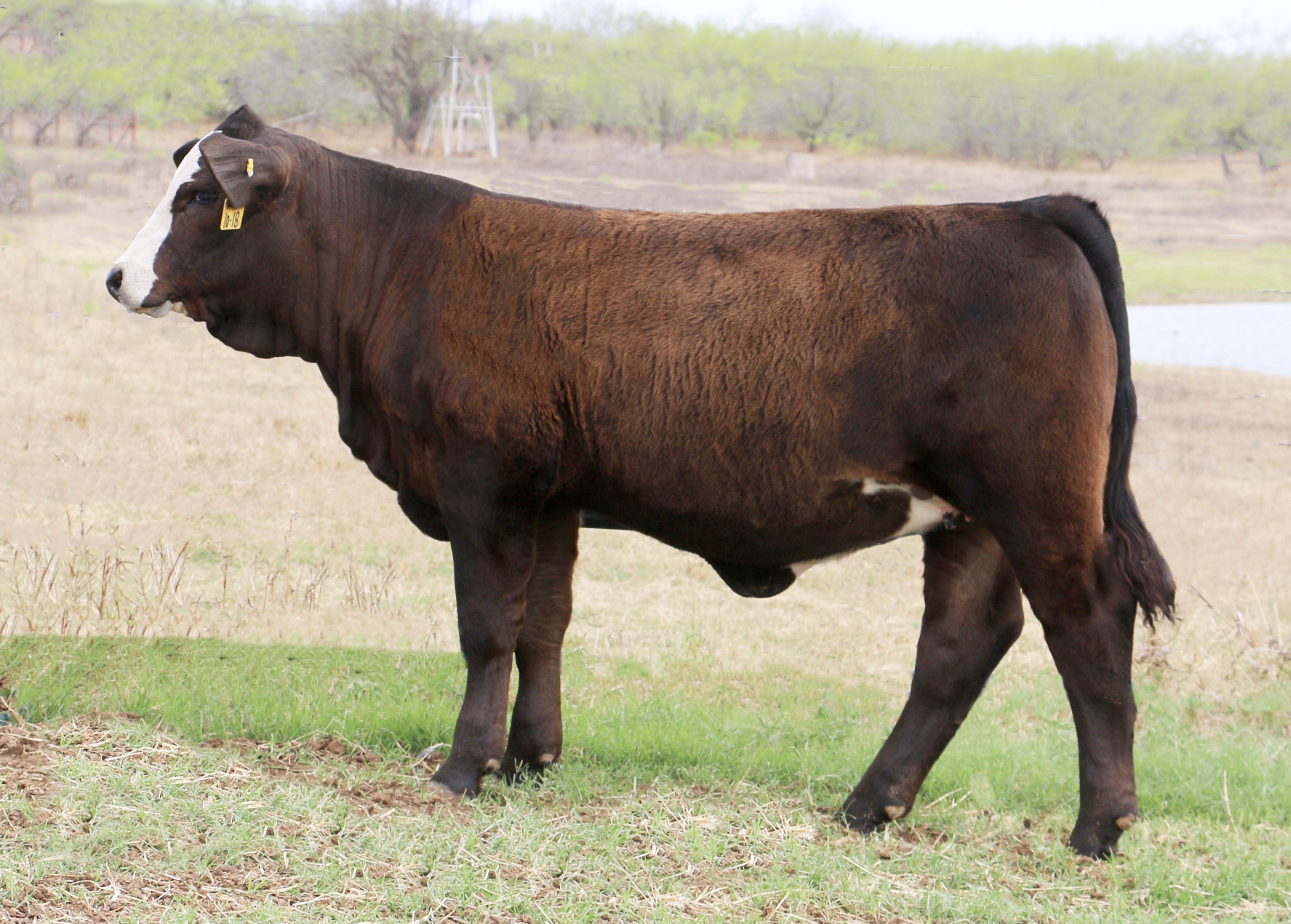 Lot 1 - LMC BBS LR Heidi 5H/153 - Purebred Simbrah Show Prospect ...