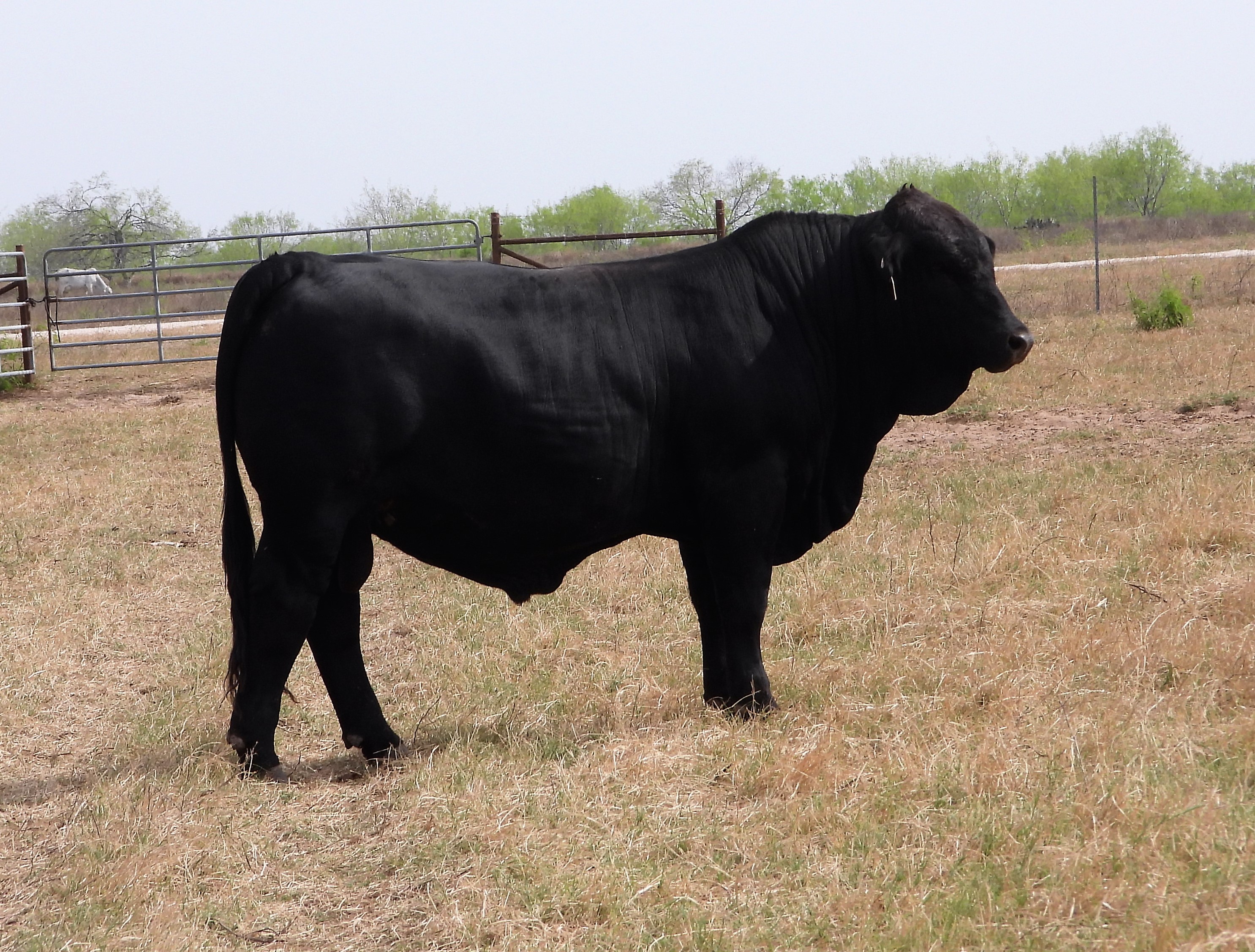 Lot 9 - LMC ATZ Tailback 5G/137 - Purebred Simbrah Bull | Cattle In ...