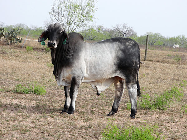 Black Brahman Bull