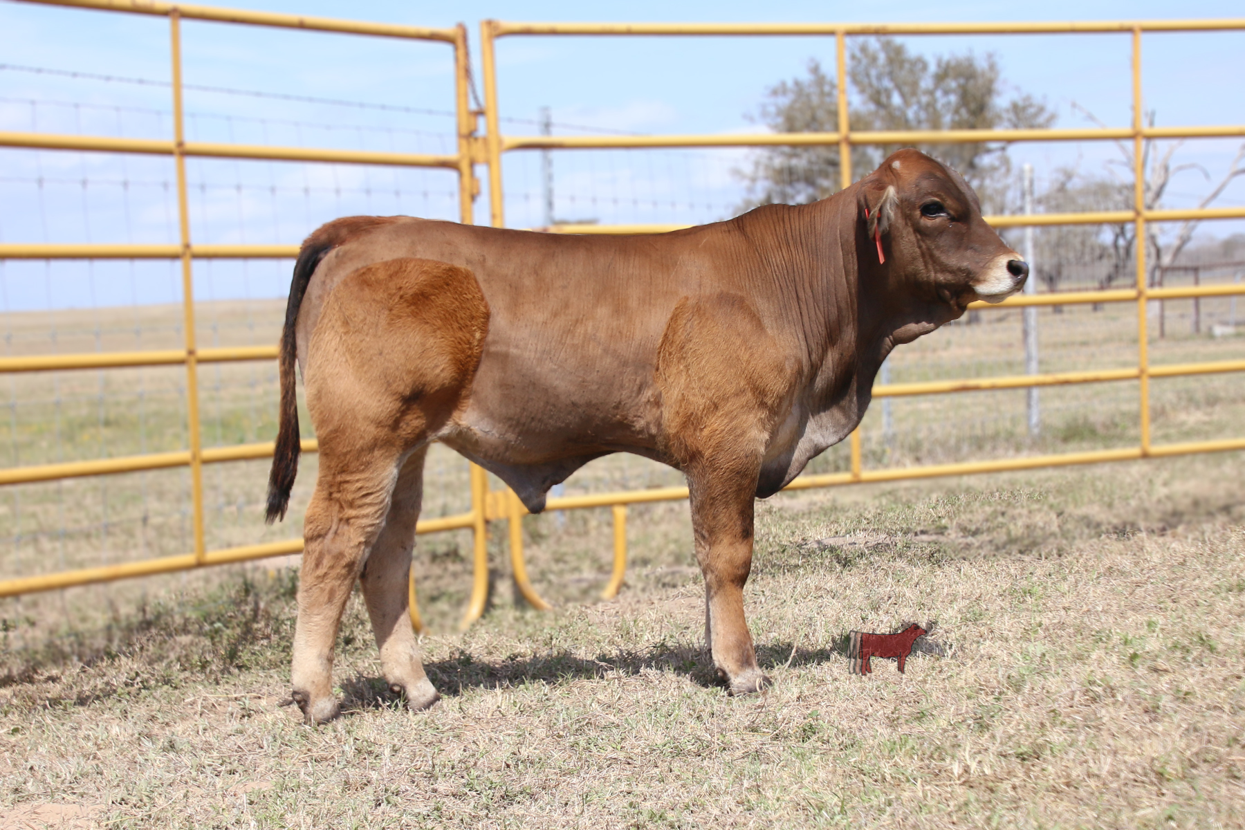 Lot 27 - Brahman | Cattle In Motion | Cattle Auctions | Live Broadcasts ...