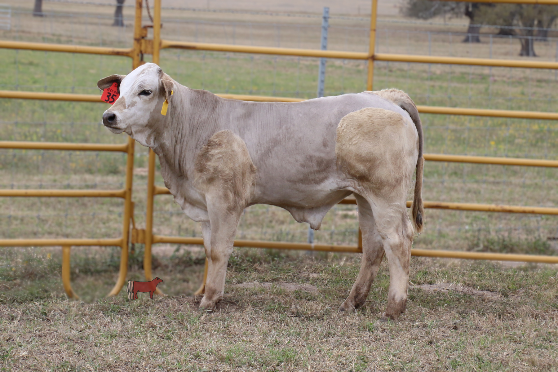 Lot 35 - Brahman | Cattle In Motion | Cattle Auctions | Live Broadcasts ...