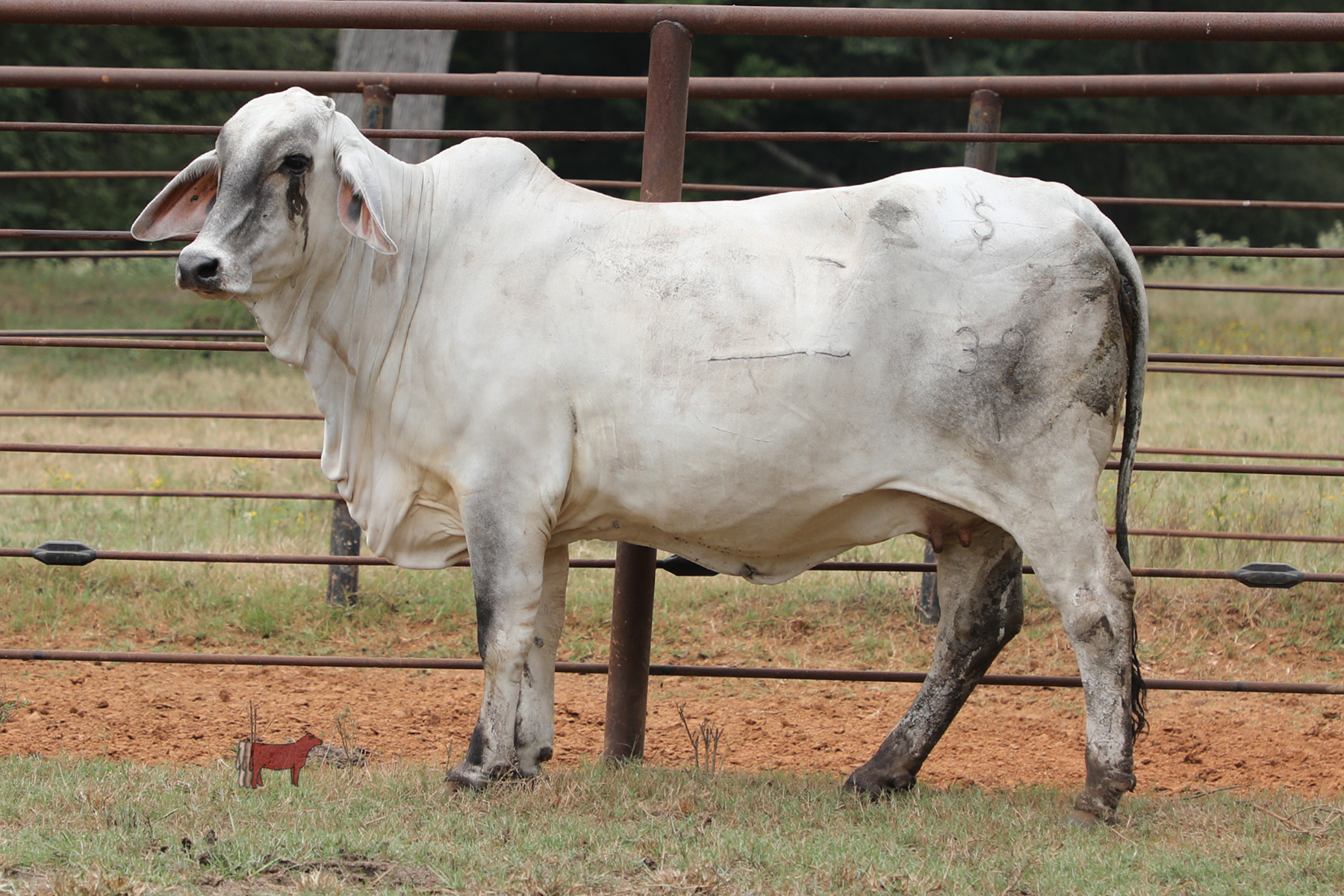 Lot 13 - Miss HMC Polled 39/1 (P) | Cattle In Motion | Cattle Auctions ...