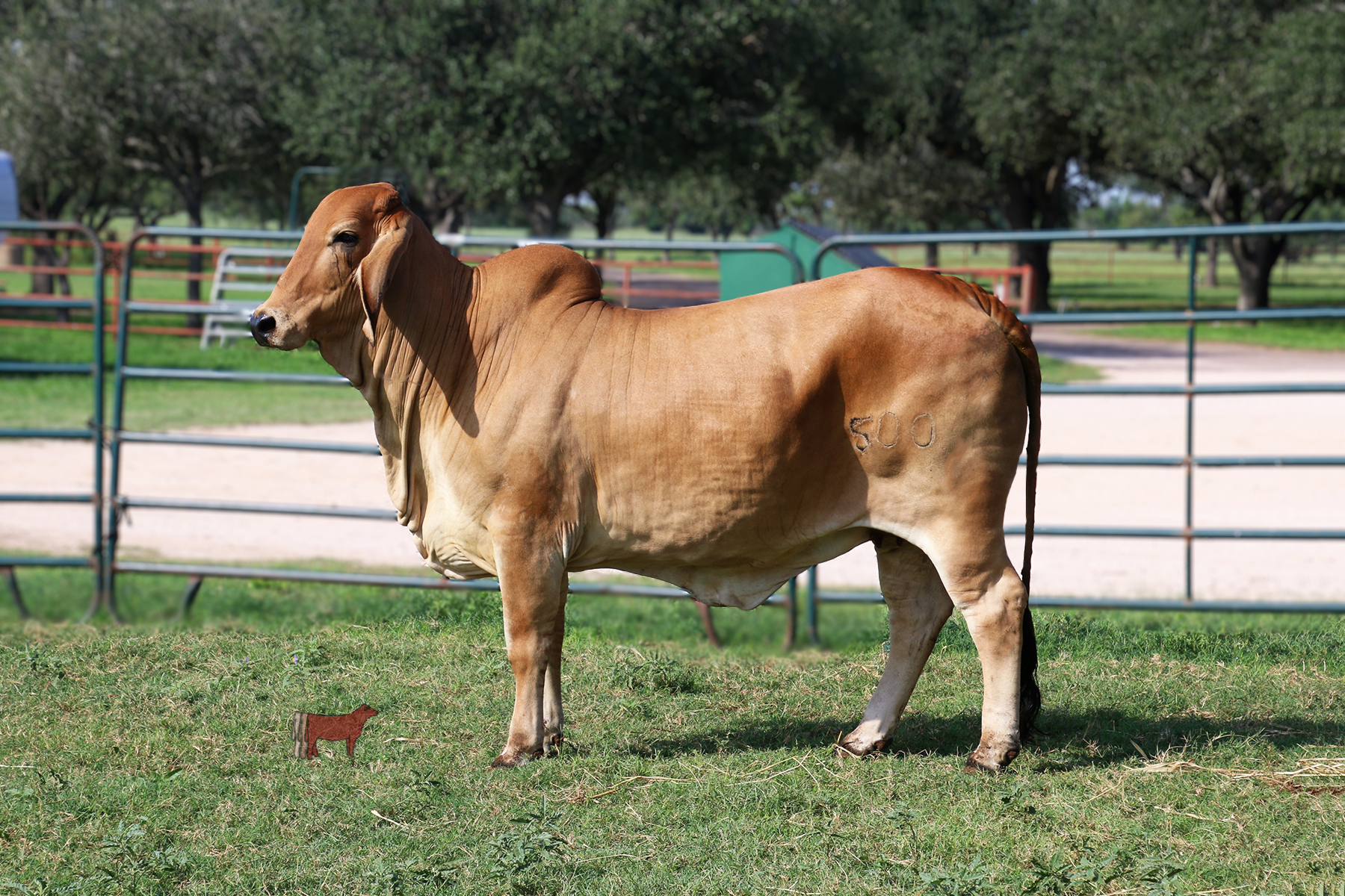 Lot 14 - NBS Miss Morning Star 500 - Exposed Cow | Cattle In Motion ...