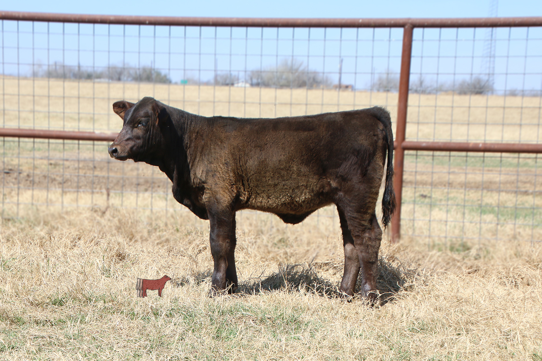 Lot 12 - J7N Jolly Walker J28 | Cattle In Motion | Cattle Auctions ...