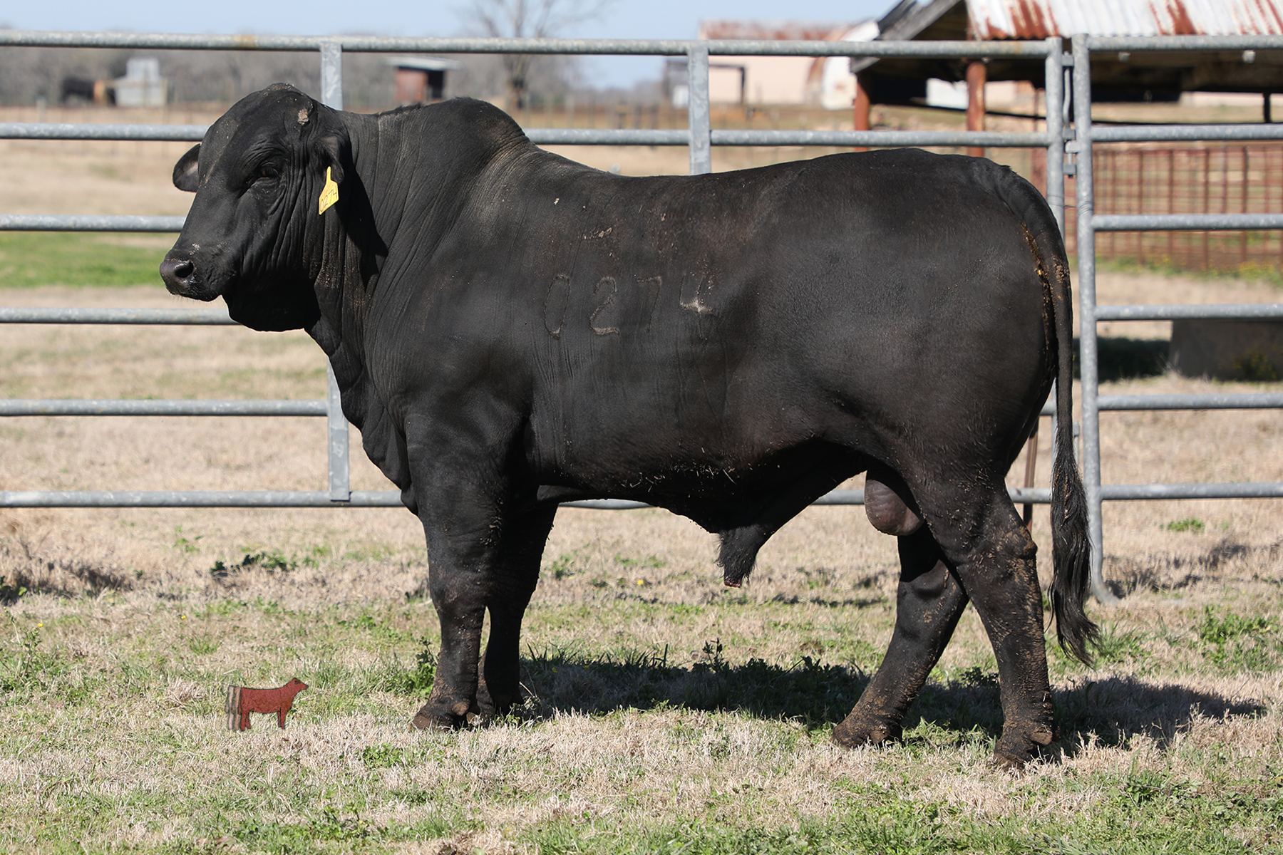 Lot 2 - TSF Mr. 0274 - ABBA Golden Certified Brahman X Angus F-1 Bull ...