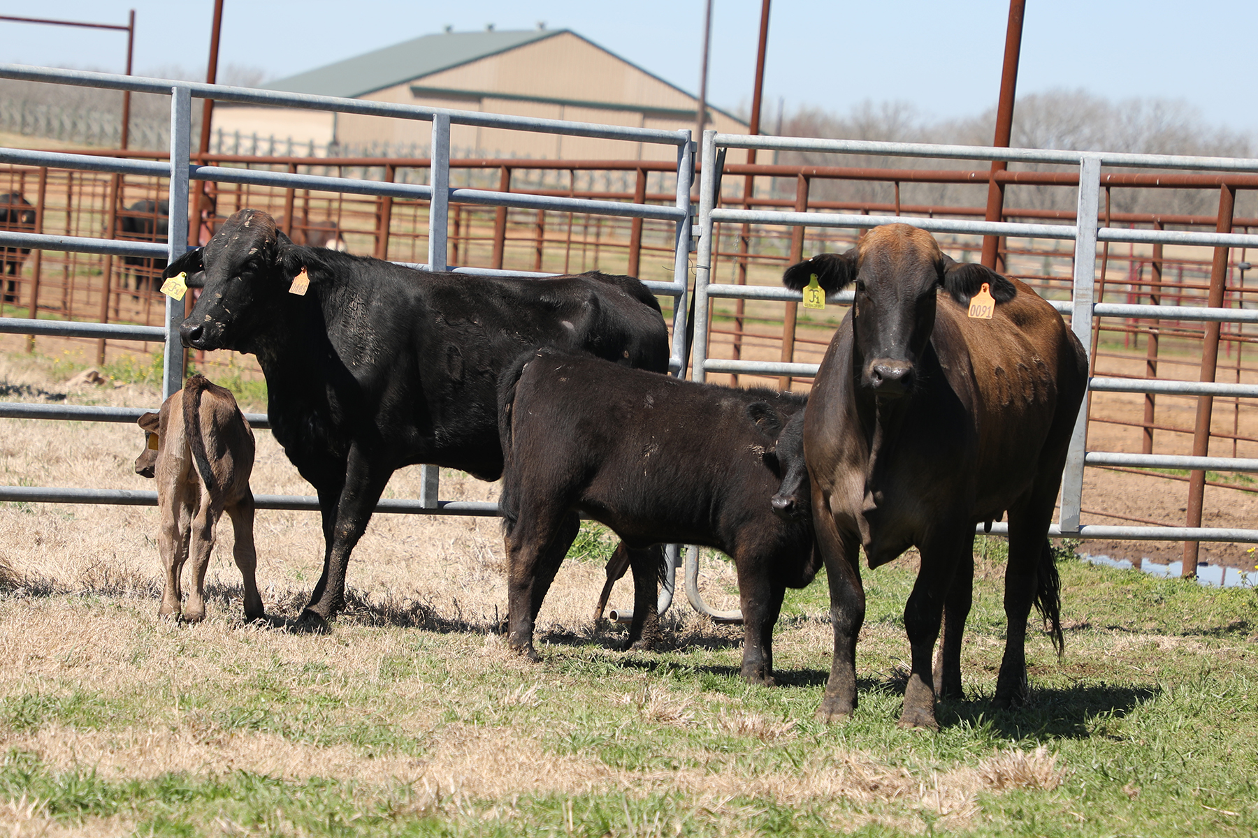 Lot 18 - 2 head of ABBA Golden Certified Brahman X Angus F-1 Pairs with ...