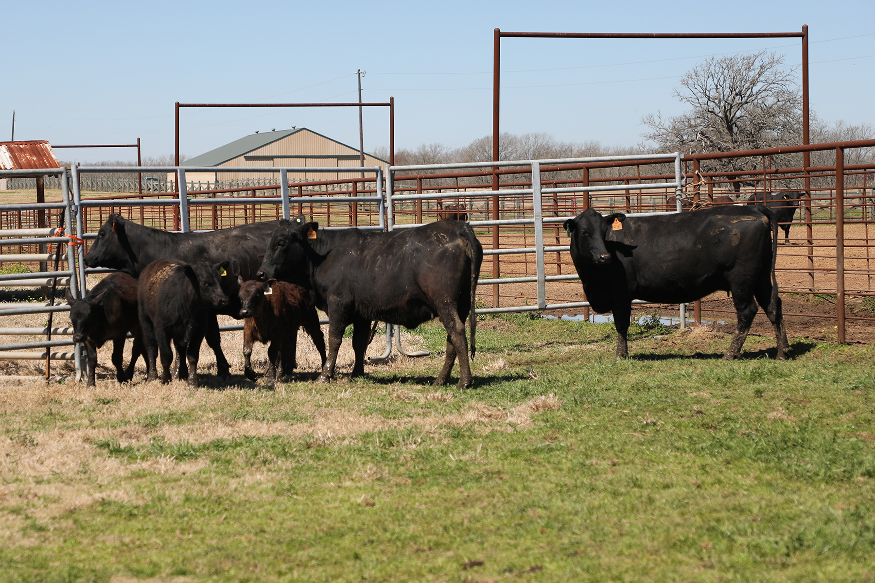 Lot 24 - 3 head of 3/4 Angus x 1/4 Brahman Pairs with Angus sired ...
