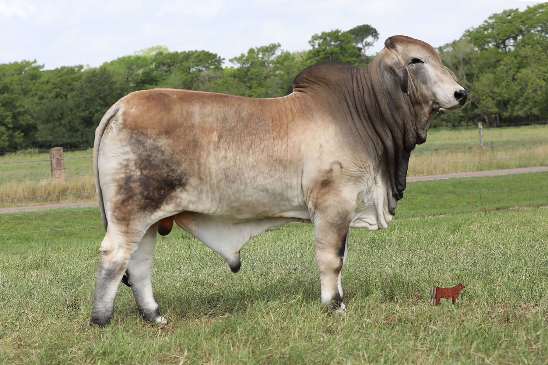 Lot 3 - JDH Mr Manso 535/1 | Cattle In Motion | Cattle Auctions | Live ...