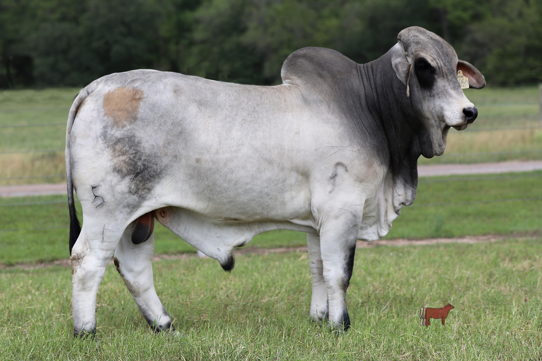 Lot 4 - JDH Mr Manso 516/1 | Cattle In Motion | Cattle Auctions | Live ...
