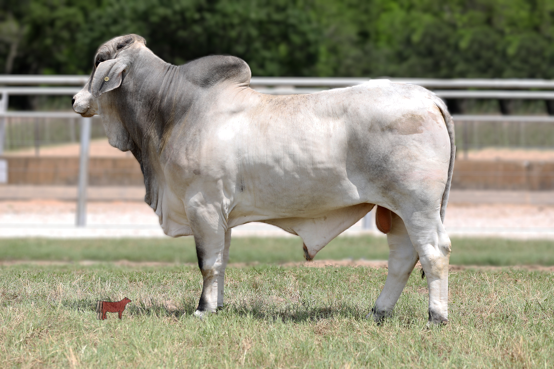 Lot 6 - JDH Mr Manso 521/1 | Cattle In Motion | Cattle Auctions | Live ...