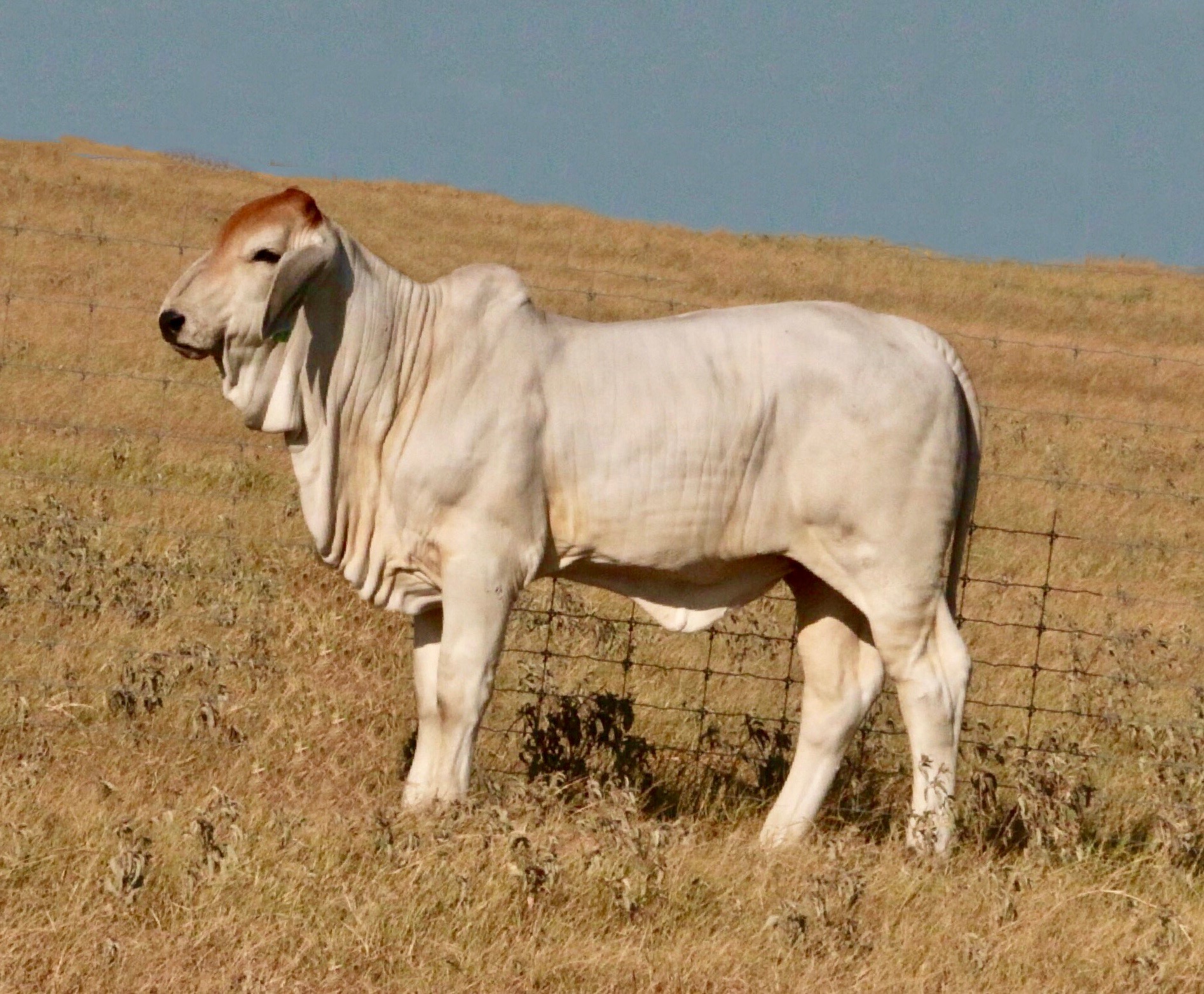 Lot 11- YOU GET TO NAME ME - BRAHMAN SHOW HEIFER PROSPECT | Cattle In ...