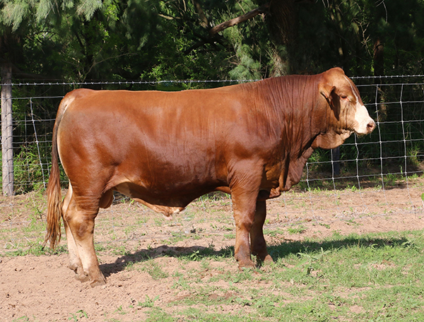 Lot 37 LMC Dylan 5D/4-Polled Simbrah Bull | Cattle In Motion | Cattle ...