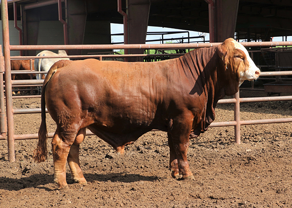 Lot 38 LMC BBS Modelo 5D/29-Polled Simbrah Bull | Cattle In Motion ...