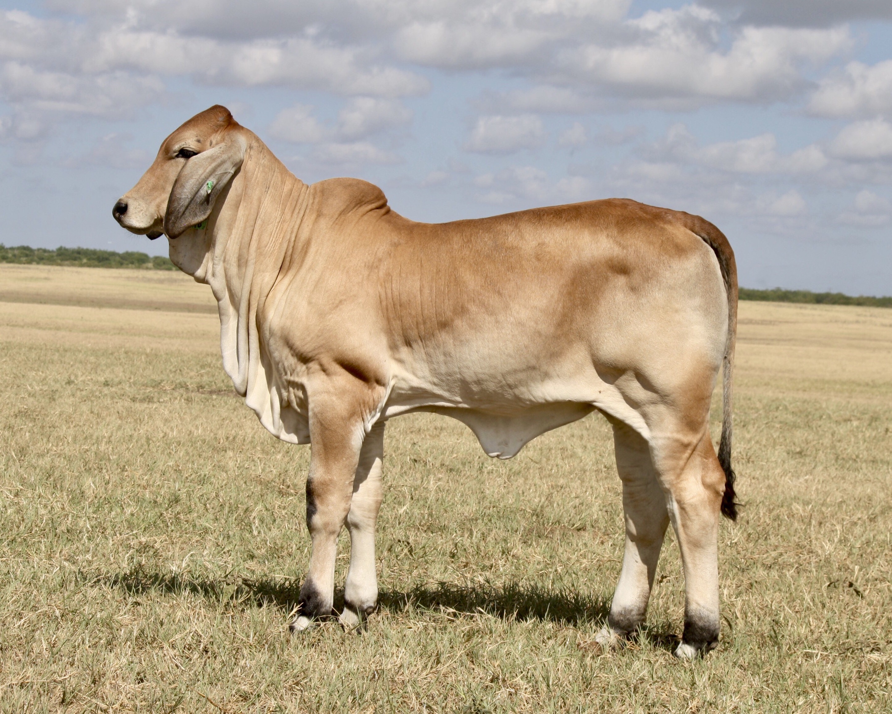 Lot 8 - LMC LF FOXY 71/8 | Cattle In Motion | Cattle Auctions | Live ...