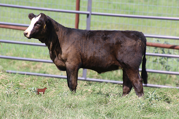 Lot 4 - BCC Wheelmans Lady | Cattle In Motion | Cattle Auctions | Live ...