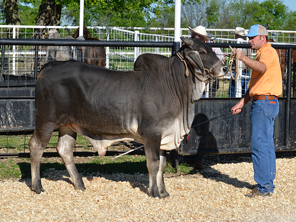 Lot 7 - Butler Signo 12/6 - Guzerat Bull | Cattle In Motion | Cattle ...