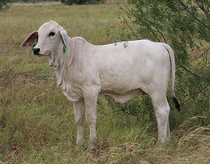 Lot 10 - Polled Brahman Heifer Calf Pair | Cattle In Motion | Cattle ...