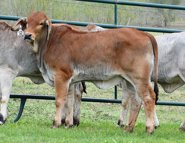 Lot 1 - POLLED BRAHMAN HEIFERS PICK OF THE LITTER | Cattle In Motion ...