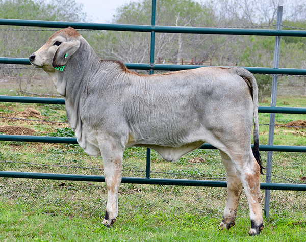Lot 1 - POLLED BRAHMAN HEIFERS PICK OF THE LITTER | Cattle In Motion ...