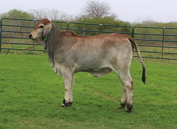 Lot 1 - POLLED BRAHMAN HEIFERS PICK OF THE LITTER | Cattle In Motion ...